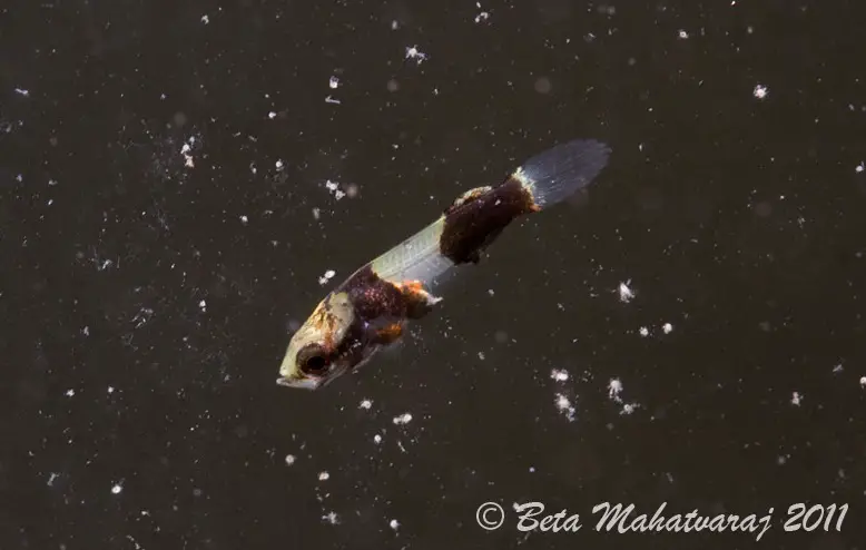 Ctenops nobilis (Frail Gourami) — Seriously Fish