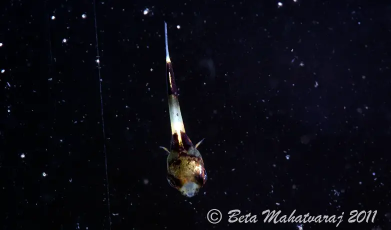 Ctenops nobilis (Frail Gourami) — Seriously Fish