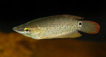Ctenops nobilis (Frail Gourami) — Seriously Fish