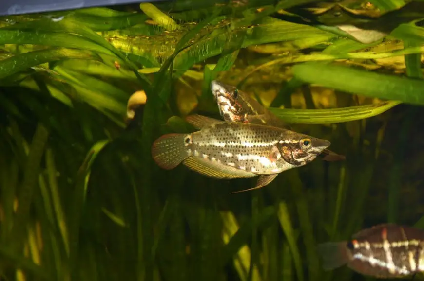 Ctenops nobilis (Frail Gourami) — Seriously Fish
