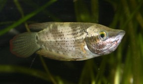 Ctenops nobilis (Frail Gourami) — Seriously Fish