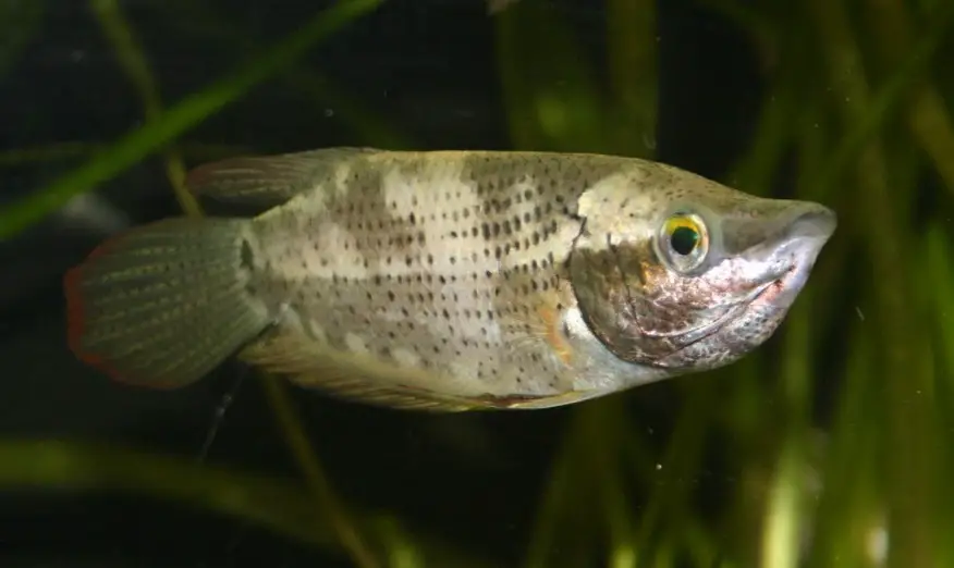 Ctenops nobilis (Frail Gourami) — Seriously Fish