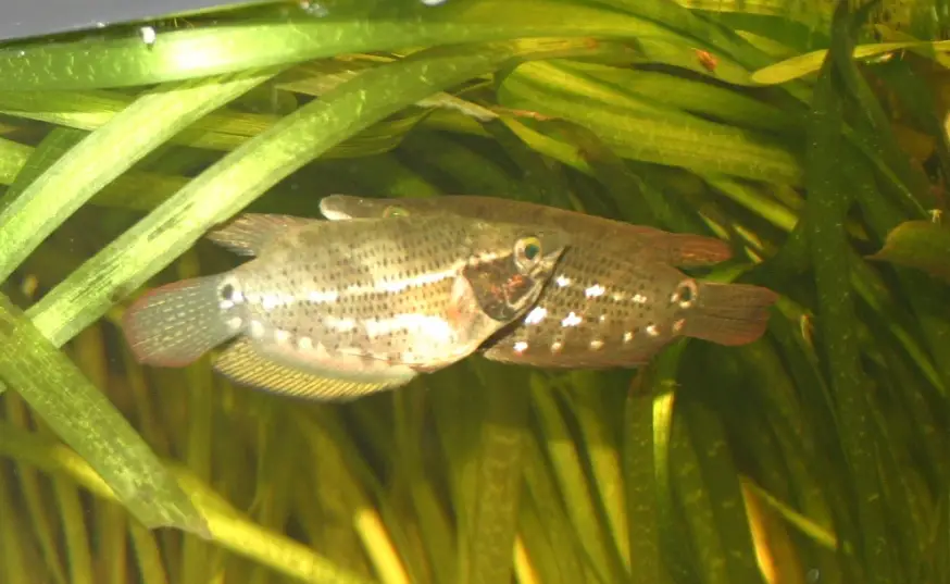 Ctenops nobilis (Frail Gourami) — Seriously Fish