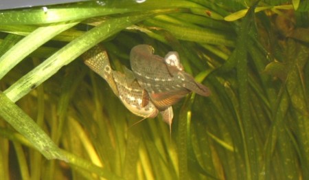 Ctenops nobilis (Frail Gourami) — Seriously Fish