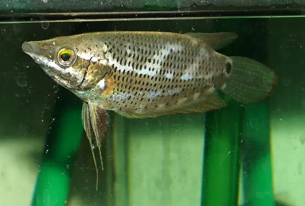 Ctenops nobilis (Frail Gourami) — Seriously Fish