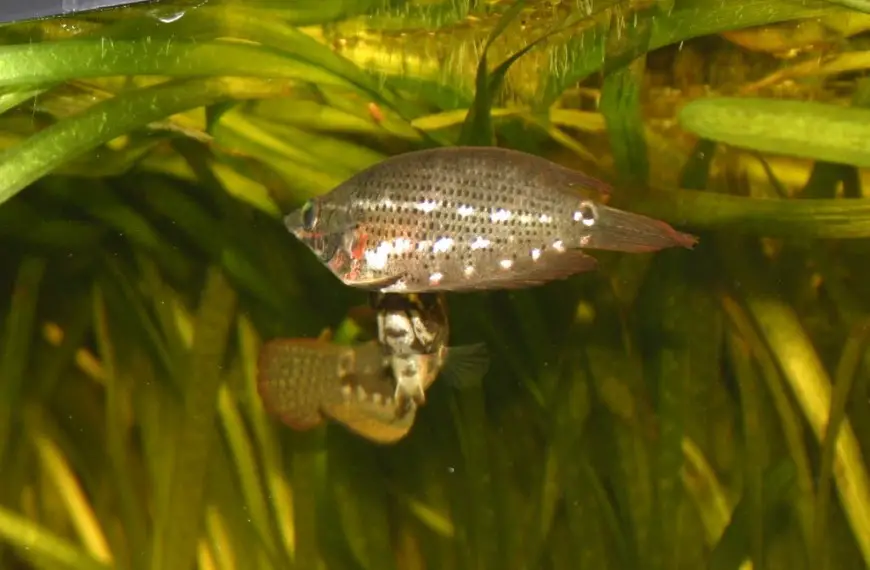 Ctenops nobilis (Frail Gourami) — Seriously Fish