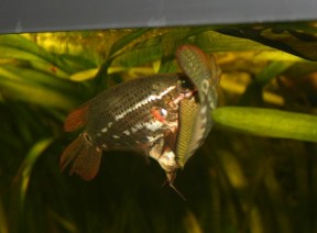 Ctenops nobilis (Frail Gourami) — Seriously Fish