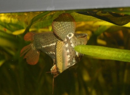 Ctenops nobilis (Frail Gourami) — Seriously Fish