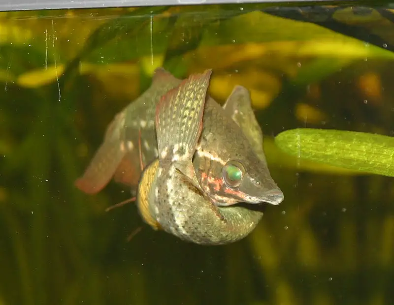 Ctenops nobilis (Frail Gourami) — Seriously Fish