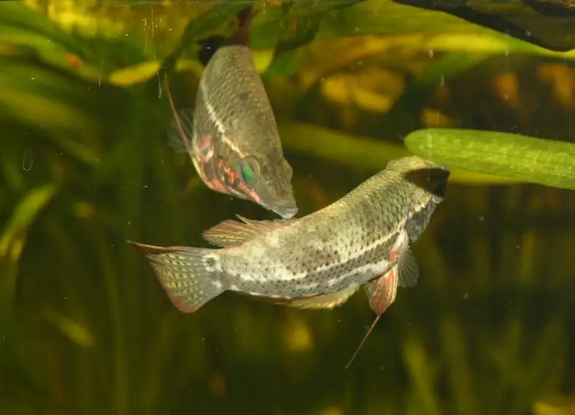Ctenops nobilis (Frail Gourami) — Seriously Fish