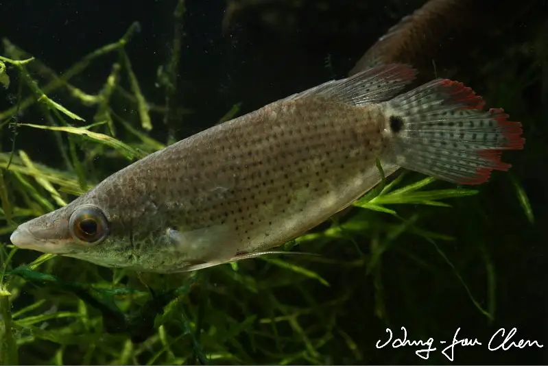 Ctenops nobilis (Frail Gourami) — Seriously Fish