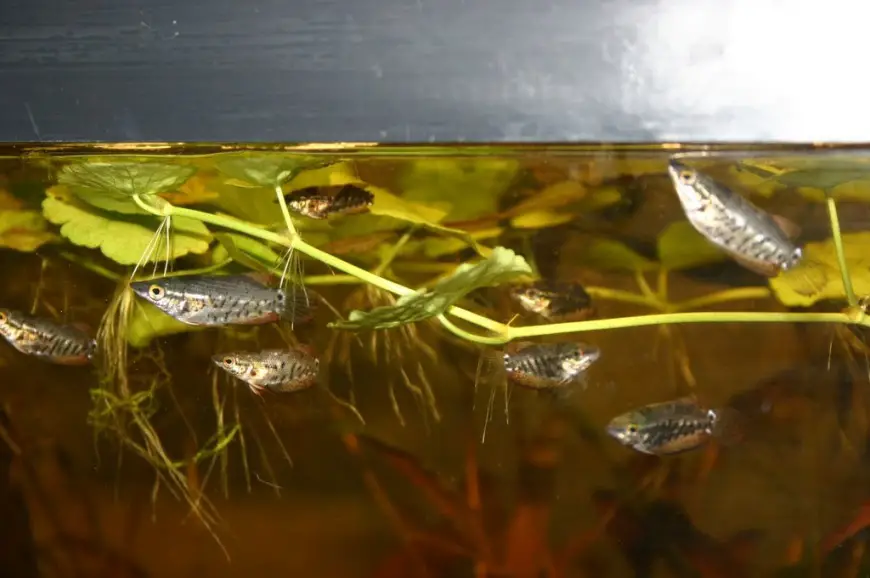 Ctenops nobilis (Frail Gourami) — Seriously Fish