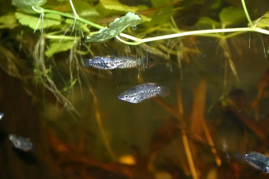 Ctenops nobilis (Frail Gourami) — Seriously Fish