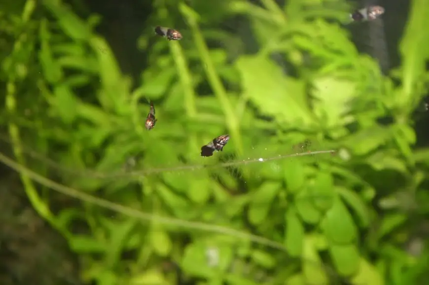 Ctenops nobilis (Frail Gourami) — Seriously Fish