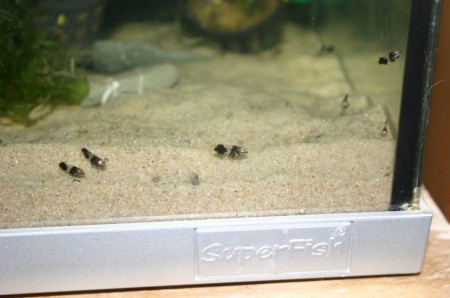 Ctenops nobilis (Frail Gourami) — Seriously Fish