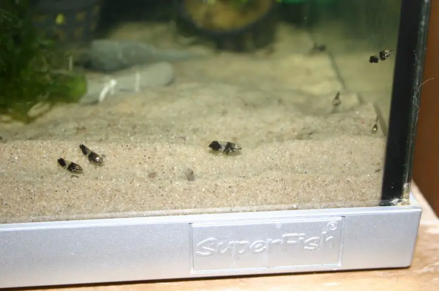 Ctenops nobilis (Frail Gourami) — Seriously Fish