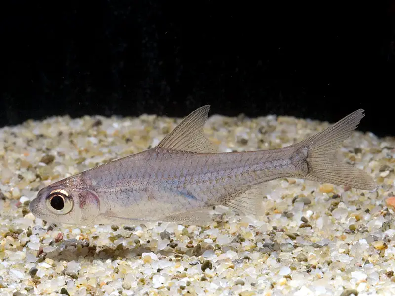 Cyclocheilichthys heteronema (Barbus heteronema) — Seriously Fish