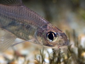 Cyclocheilichthys heteronema (Barbus heteronema) — Seriously Fish