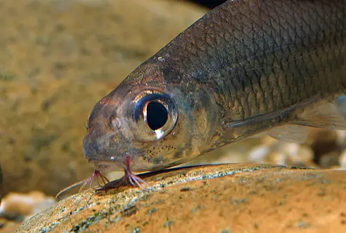 Cyclocheilichthys heteronema (Barbus heteronema) — Seriously Fish