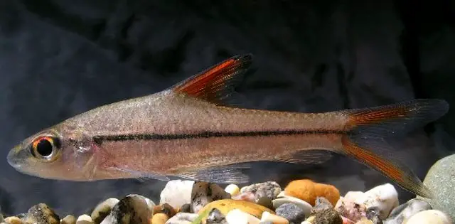 Cyclocheilichthys janthochir (Systomus janthochir) — Seriously Fish