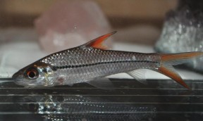 Cyclocheilichthys janthochir (Systomus janthochir) — Seriously Fish