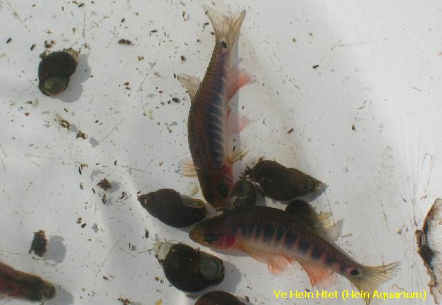 Celestichthys erythromicron (Microrasbora erythromicron, Danio ...