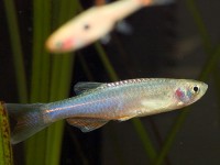 Brachydanio albolineata – Pearl ‘Danio’ (Danio albolineatus, Danio ...