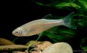 Brachydanio albolineata – Pearl ‘Danio’ (Danio albolineatus, Danio ...