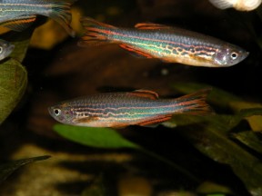 Brachydanio kyathit – Orange-Finned ‘Danio’ (Danio kyathit) — Seriously ...