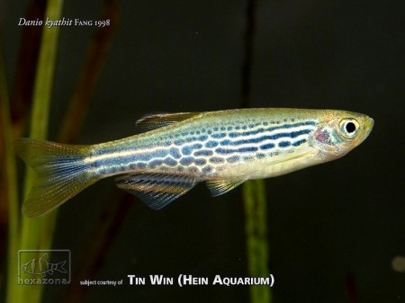 Brachydanio kyathit – Orange-Finned ‘Danio’ (Danio kyathit) — Seriously ...