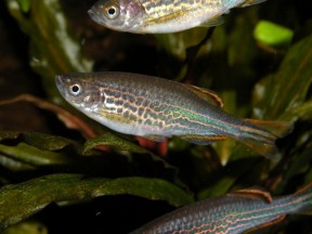 Brachydanio kyathit – Orange-Finned ‘Danio’ (Danio kyathit) — Seriously ...