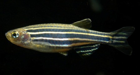 Brachydanio rerio – Zebra ‘Danio’ (Brachydanio frankei, Danio rerio ...