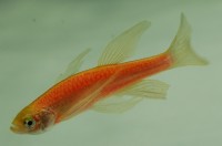 Brachydanio rerio – Zebra ‘Danio’ (Brachydanio frankei, Danio rerio ...