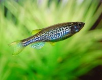 Brachydanio rerio – Zebra ‘Danio’ (Brachydanio frankei, Danio rerio ...
