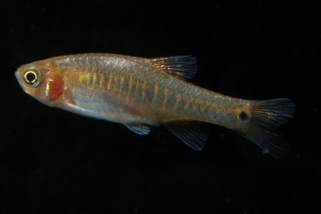 Celestichthys erythromicron (Microrasbora erythromicron, Danio ...