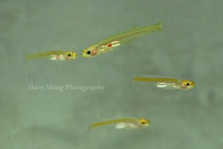 Danionella dracula — Seriously Fish