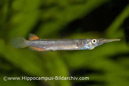 Dermogenys pusilla (Wrestling Halfbeak) — Seriously Fish
