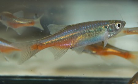 Devario sondhii – Fireline Devario (Danio sondhii, Brachydanio sondhii ...