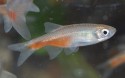 Devario sondhii – Fireline Devario (Danio sondhii, Brachydanio sondhii ...