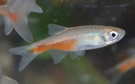 Devario sondhii – Fireline Devario (Danio sondhii, Brachydanio sondhii ...