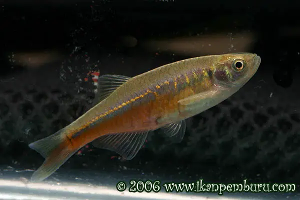 Devario chrysotaeniatus (Danio chrysotaeniatus) — Seriously Fish