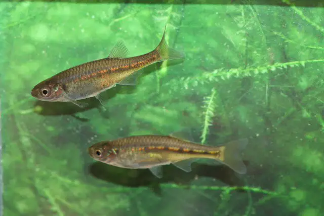 Devario sp. ‘purple cypris’ (Devario jayarami) — Seriously Fish