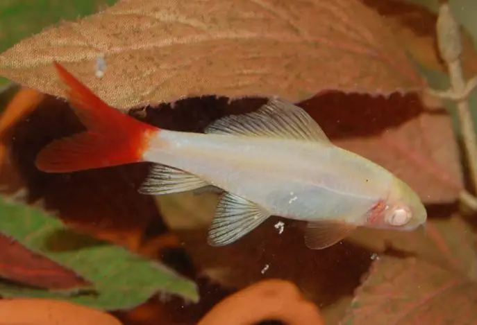 Epalzeorhynchos bicolor – Red-Tailed Black Shark (Labeo bicolor ...