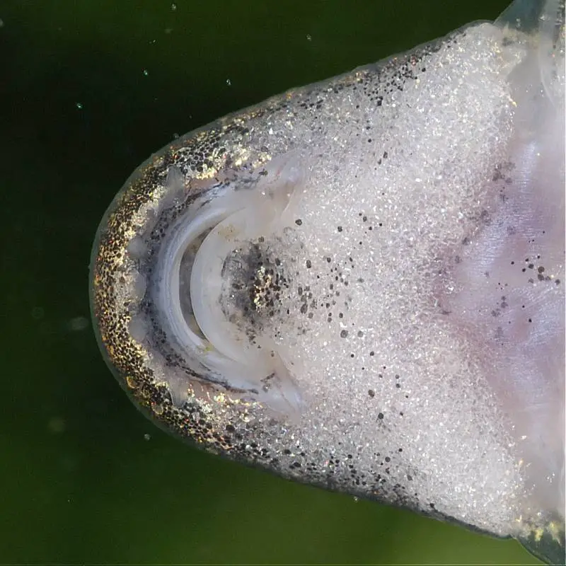 Erromyzon sp. ‘ER01’ — Seriously Fish