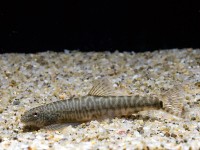 Erromyzon sinensis (Protomyzon sinensis) — Seriously Fish