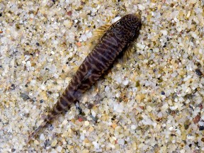 Erromyzon sinensis (Protomyzon sinensis) — Seriously Fish