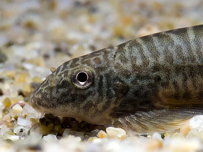 Erromyzon sinensis (Protomyzon sinensis) — Seriously Fish