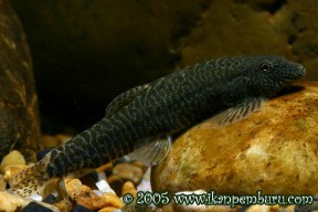 Erromyzon sinensis (Protomyzon sinensis) — Seriously Fish