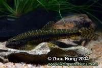 Erromyzon sinensis (Protomyzon sinensis) — Seriously Fish