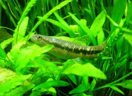 Erythrinus erythrinus (Red Wolf Fish) — Seriously Fish